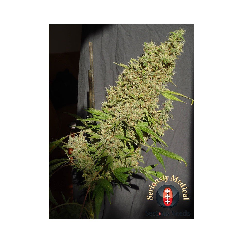 CBD-Chronic (Serious Seeds) - Zativo
