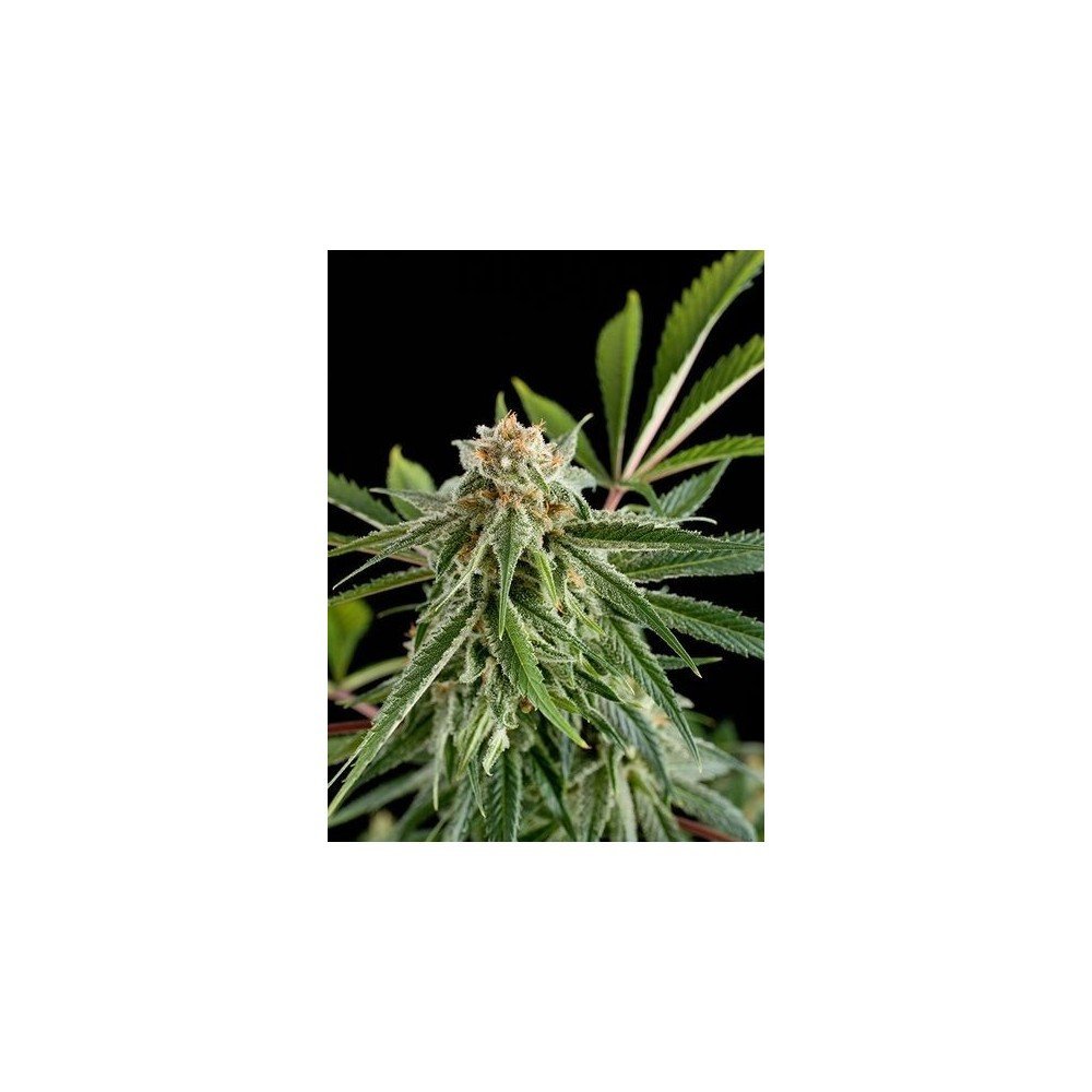 Royale Haze (Dinafem) - Zativo