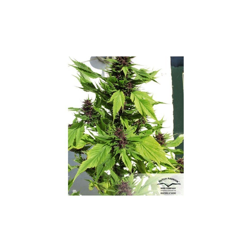 Frisian Duck (Dutch Passion) - Zativo