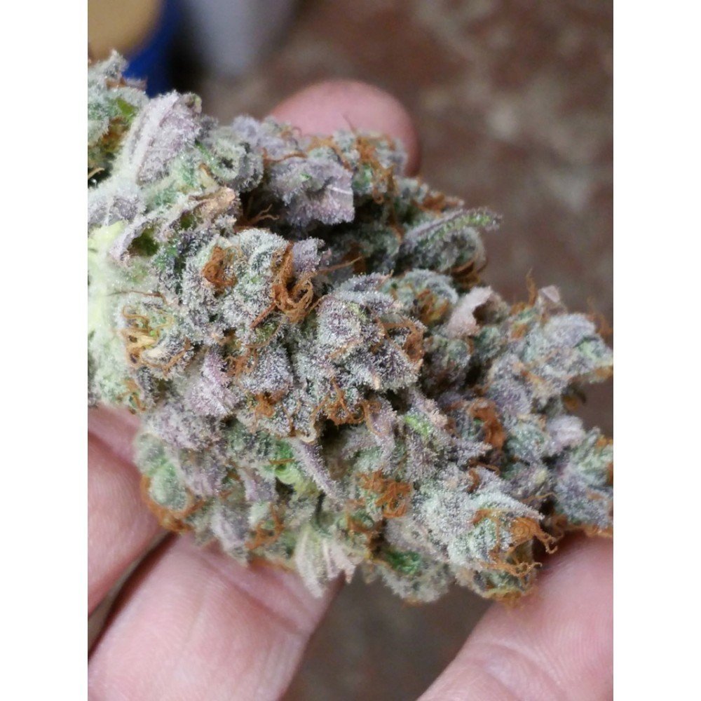 Go Time (TGA Subcool Seeds) - Zativo