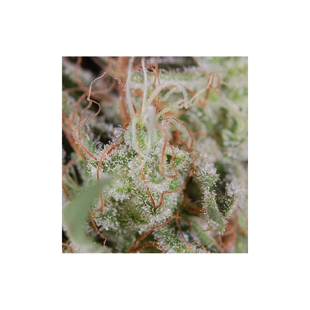 Jack The Ripper (TGA Subcool Seeds) - Zativo