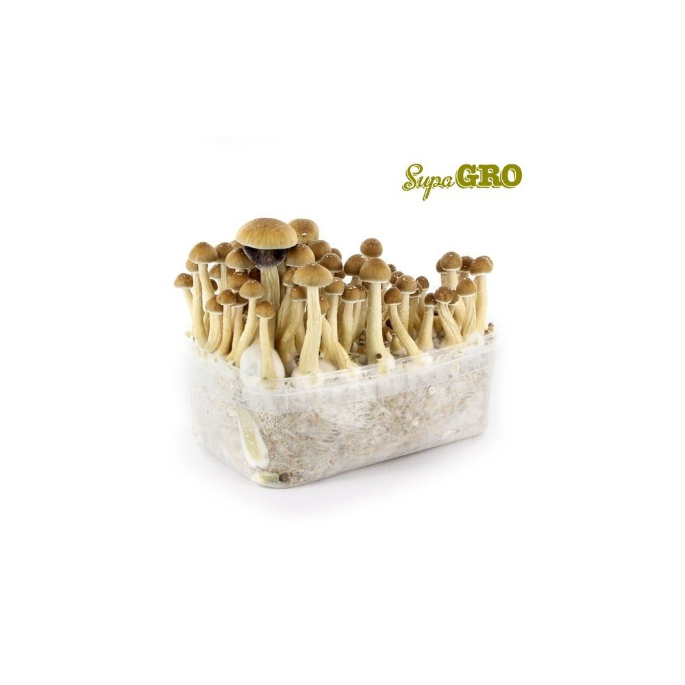 Kit di Funghi Allucinogeni Ecuador - Zativo